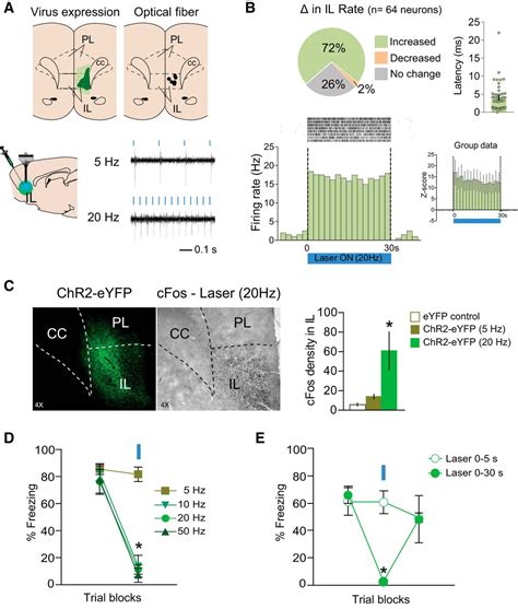 Revisiting The Role Of Infralimbic Cortex In Fear Extinction With Optogenetics Journal Of