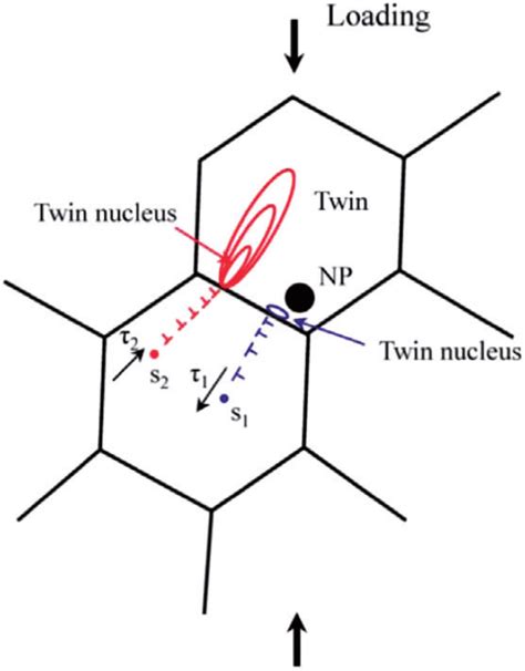 Schematic Diagram Of Nucleation And Growth Of Twinning With Download Scientific Diagram