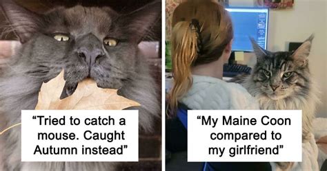Maine Coon Cat Memes