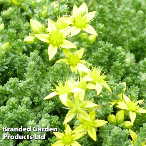 Sedum Acre Suttons