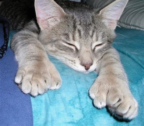 What Is A Polydactyl Cat My Kitty Caremy Kitty Care