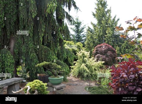 The Conifer Garden At The Oregon Garden In Silverton Oregon Usa Stock