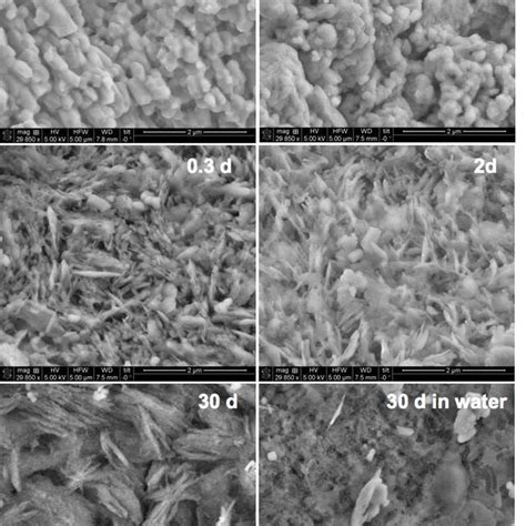 Sem Micrographs Of The Homologous Bone Bone The Timeline Morphology