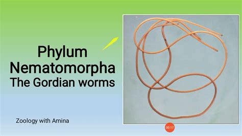 Phylum Nematomorpha Rare Parasite Turns Its Victims Into Zombies