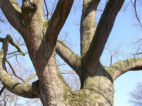 Tree Branch Fork Branches Free Photo On Pixabay Pixabay