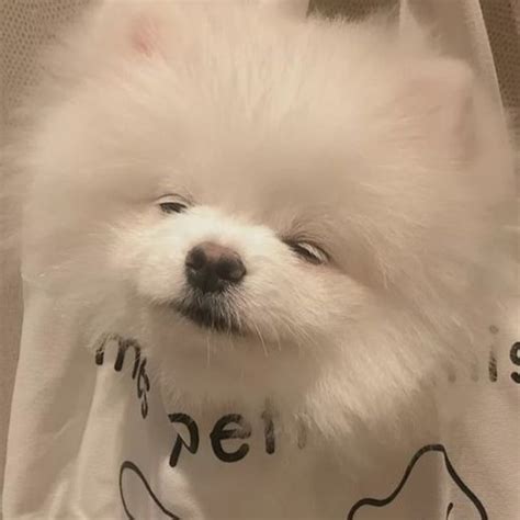 강아지 프사 모음 감성 귀여운강아지 사진 인스타and카톡 프사 네이버 블로그