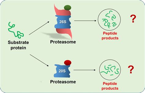 Dr Indrajit Sahu Glickman Lab