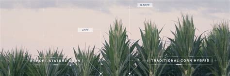 The Preceon™ Smart Corn System Bayer Global