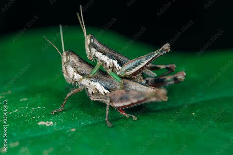 Locust Mating Stock Photo Adobe Stock