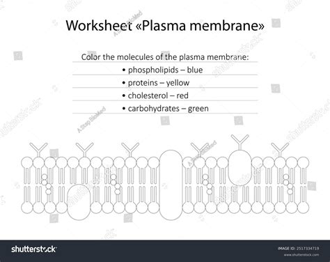 Worksheet Plasma Membrane Color Molecules Plasma Stock Illustration 2517334719 Shutterstock
