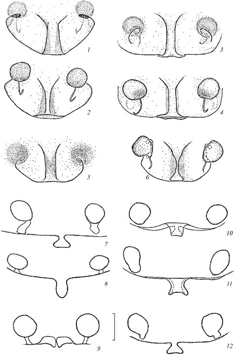 Female Epigyne 1 2 Devade Uiensis Turanica Ssp N 3 4 11 D
