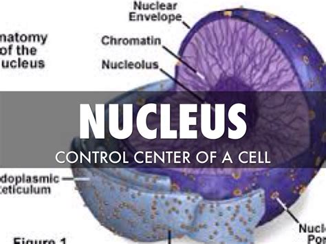 Control Center Of The Cell Center For Cell Control Unife