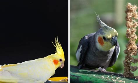 The Social Life Of Yellow Cockatiel Understanding Its Needs