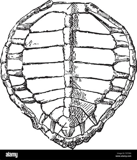 Turtle Shell Drawing Turtle Shell Drawing