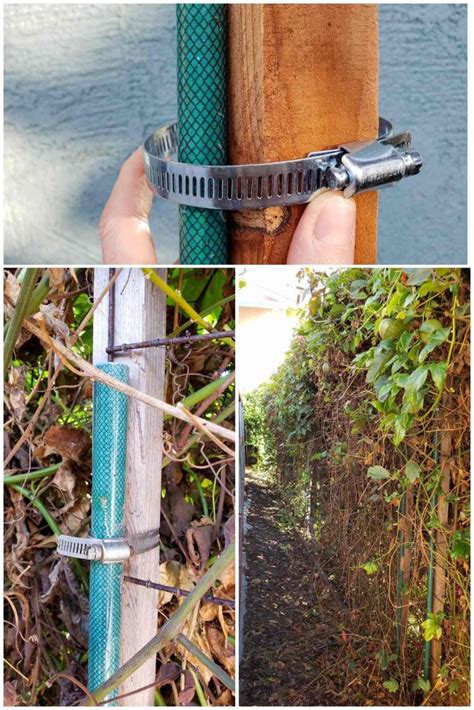 How To Build A Trellis Inexpensive Easy Designs Homestead And Chill