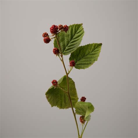 Рубус - Rubus
