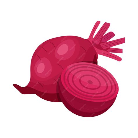 Premium Vector Beet Root Fresh Vegetable Vector Illustration