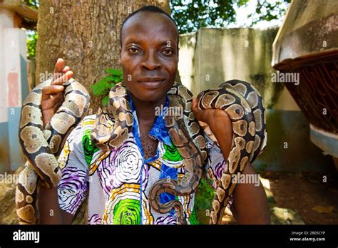 Man With Pythons In The Temple Of The Python In Ouidah Benin Stock Photo Alamy