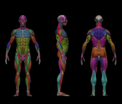 Jaime Asins Ferrandiz Male Ecorche Anatomy