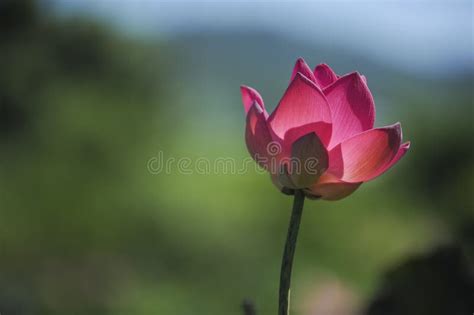 the pink lotus on the wamp stock image image of vietnam 323839487