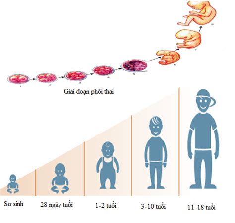 Khái niệm sinh trưởng và phát triển ở động vật sinh Kỳ thi ĐGTD ĐH Bách Khoa
