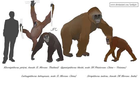 Khoratpithecus — мавпа з міоцену Азії 🦤 Вимерлий світ