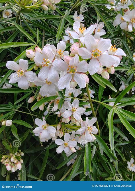 Choisya Ternata Is Widely Grown As An Ornamental Plant Stock Image