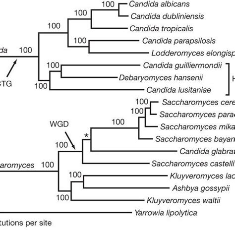 Phylogenetic Tree Of Sequenced Candida And Saccharomyces Clade Species Download Scientific Diagram
