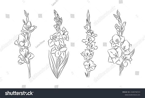 Gladiolus Flower Outline