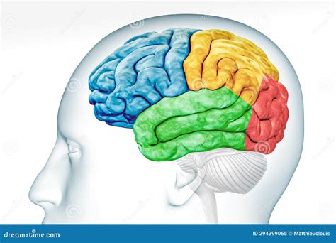 Cerebral Cortex Lobes In Color Profile View With Body Isolated On White