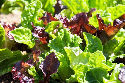 Growing Mesclun Greens A Complete Guide To Planting Care