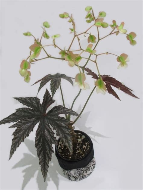 Begonia Gryphon Aandj Garden Nursery