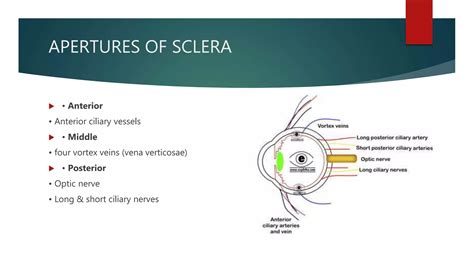 Scleritis And Episcleritis Pptx