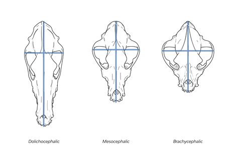 Ensuring Ethical Breeding Practices Part 1 Scanx Ultrasound