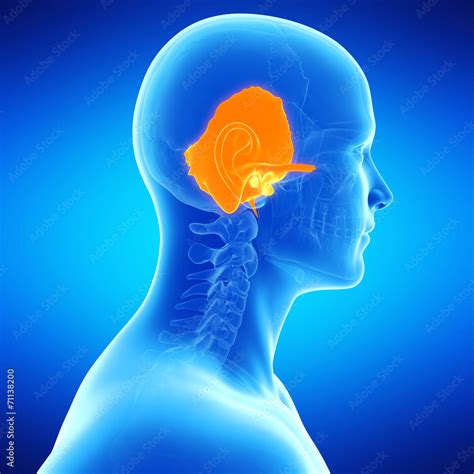 Poster Medical Illustration Of The Temporal Bone Wall Art Ukposters