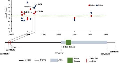 Candidate Gene Association Analysis And Gene Structure Of The Candidate