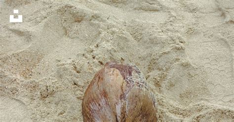 해변의 모래 위에 조개 껍질 사진 Unsplash의 무료 과일 이미지