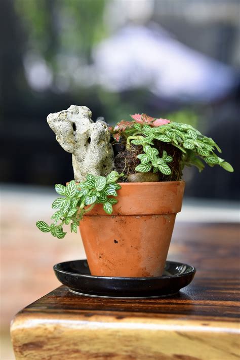 정원 관엽 식물 Pixabay의 무료 사진 Pixabay