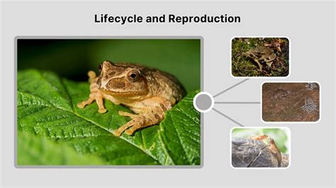 Spring Peeper Size Habitat Diet And Lifecycle Guide