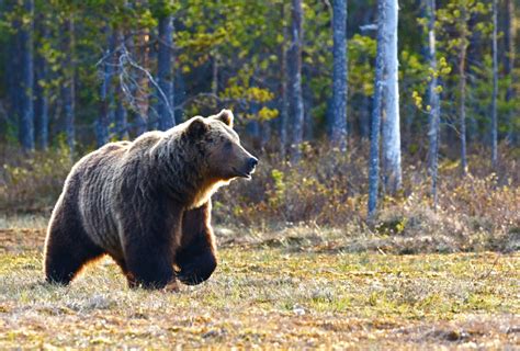 Understanding Bear Behavior Safety Tips And Insights