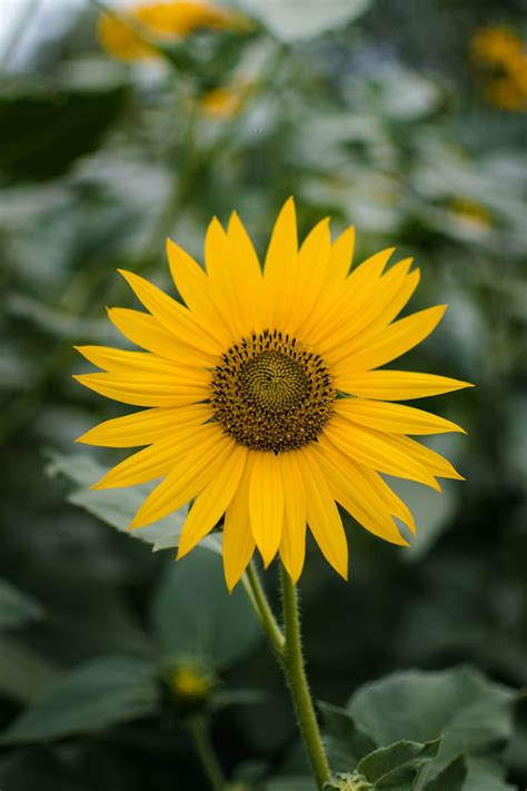 녹색 잎 밭에 해바라기 사진 Unsplash의 무료 해바라기 이미지