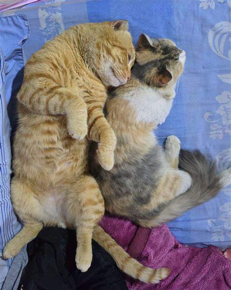 ချောပုလုံးနဲ့ဝမ်ဝမ် ချစ်လား ကိုကို့ကို🤭 ️ Facebook