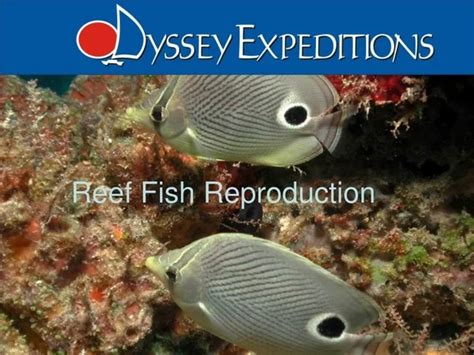 Ppt Fish Reproduction And Development Powerpoint Presentation Free