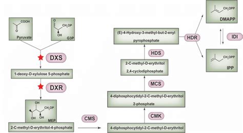The Biosynthesis Of Steviol Glycosides Via The Mep Pathway G3p Download Scientific Diagram