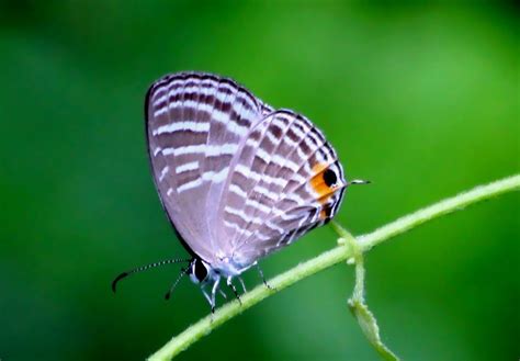 12 Types Of Purple Butterflies With Pictures