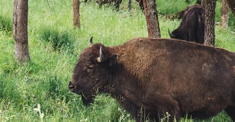 Búfalo Americano Hábitat Historia Y Conservación