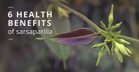 Sarsaparilla Uses Dosage Site Effects Interactions Illnesshacker