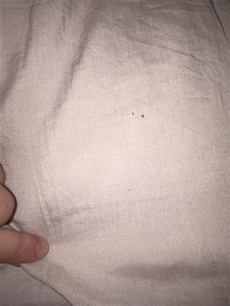 Bed Bug Stain Rbedbugs