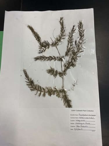 Aquatic Plants Pic Flashcards Quizlet