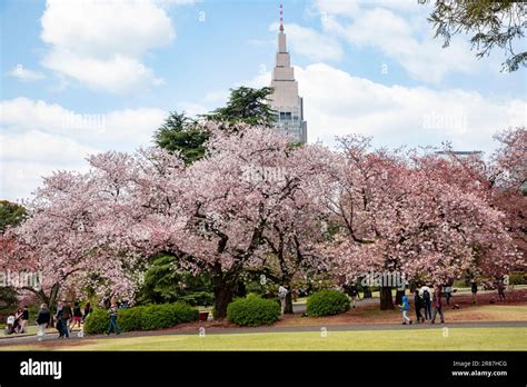 Shinjuku Gyoen Park Cherry Blossom Hanami Sakura April 2023 Tokyo City